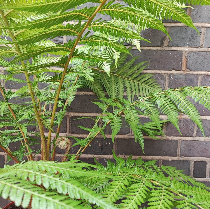 Specialising in English grown and country style flowers with English ...