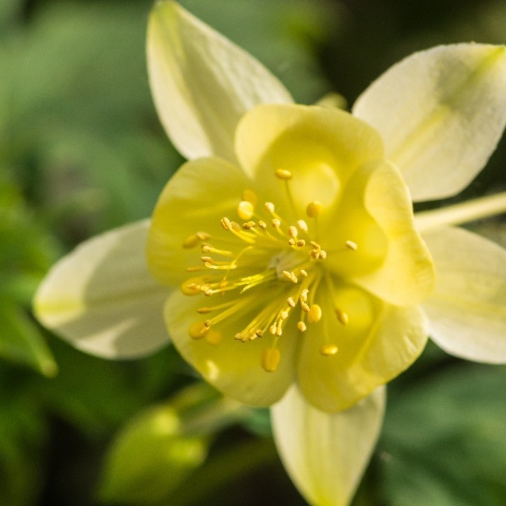 The Garden of Oxford - For Great British Flowers