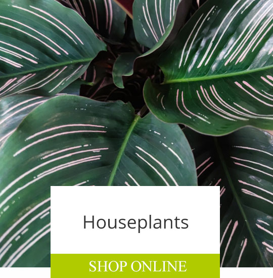 The Garden of Oxford - For Great British Flowers